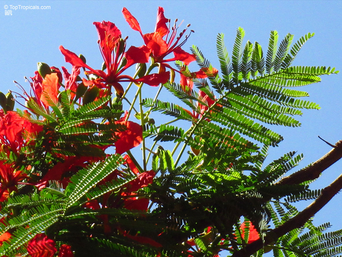Delonix regia (Flame tree) | Top Tropicals Plant Encyclopedia
