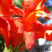 Tecomaria capensis, Cape honeysuckle - TopTropicals.com