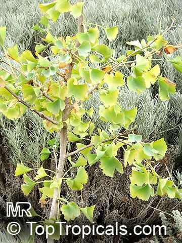 Ginkgo biloba, Fossil tree, Maidenhair tree, Japanese silver apricot ...