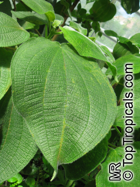 Miconia macrodon, Miconia, Velvet Tree - TopTropicals.com