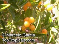 TopTropicals.com