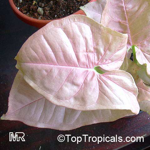 Syngonium podophyllum, Arrowhead vine, Nephthytis, African evergreen ...