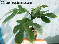 TopTropicals.com