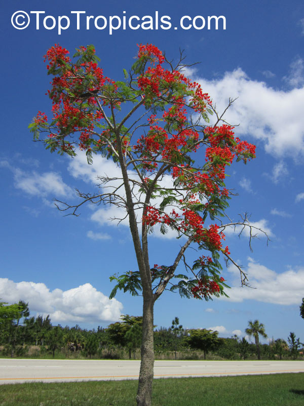 Delonix regia, Poinciana regia (Common names: Flame tree, Flamboyant ...