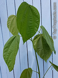 TopTropicals.com