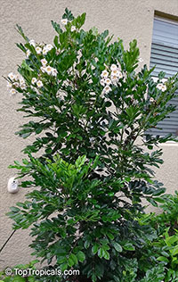 TopTropicals.com