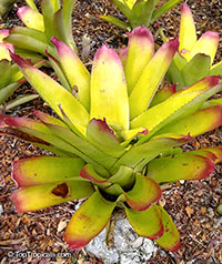 TopTropicals.com