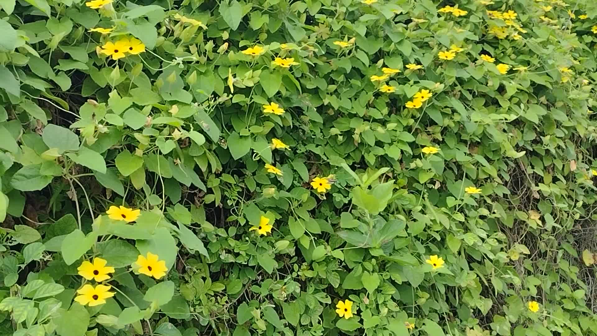 Thunbergia Alata Medicinal Uses