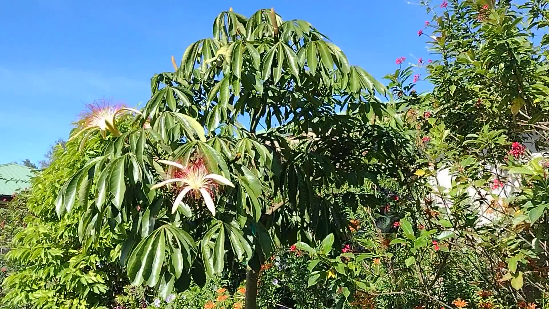 Pachira Aquatica Flowers