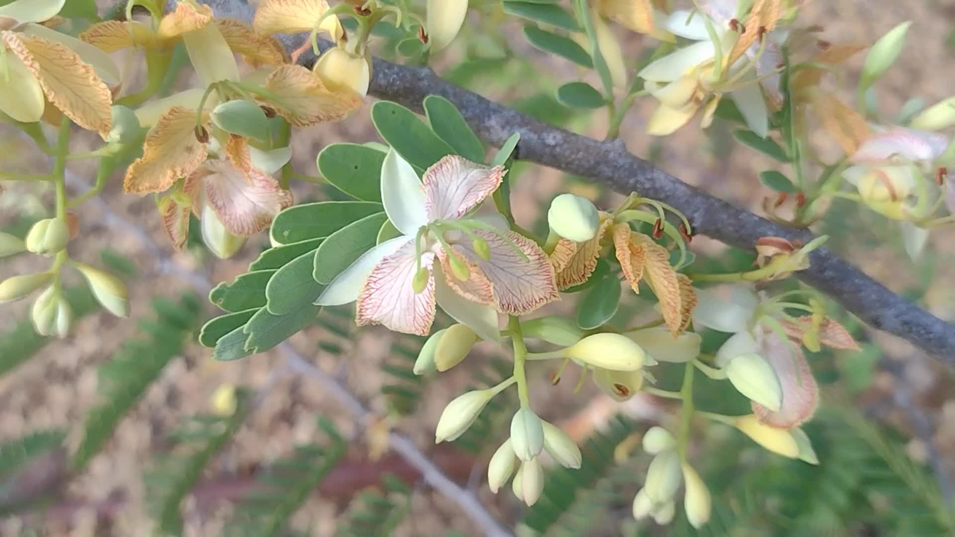 What Is Tamarindus Indica