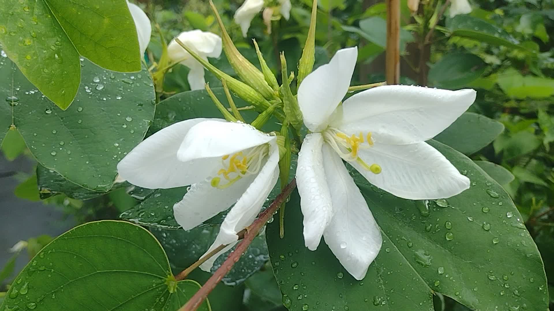 Bauhinia Acuminata Tree