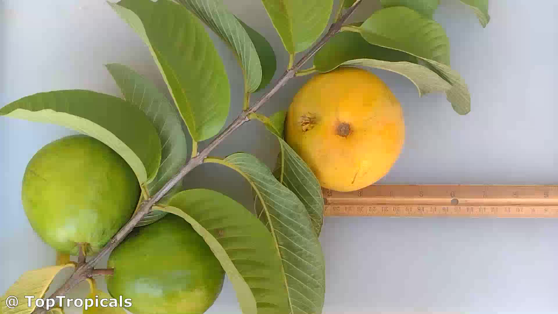 Indonesian White Guava Tree Psidium Guajava Urban Tropical Pink Guava: