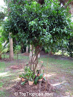 The Garden where Happiness lives: TopTropicals.com