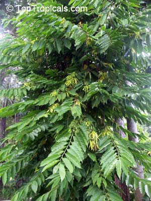 The Garden where Happiness lives: TopTropicals.com