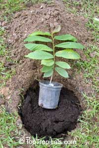 Guide to in-ground planting - TopTropicals.com