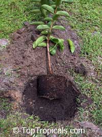 Guide to in-ground planting - TopTropicals.com