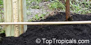 Guide to in-ground planting - TopTropicals.com