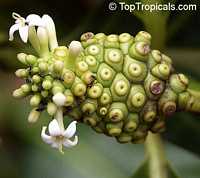 Morinda citrifolia, Noni - TopTropicals.com