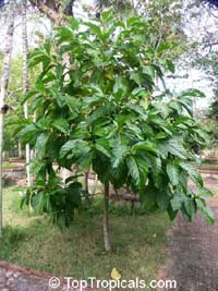 Morinda citrifolia, Noni - TopTropicals.com
