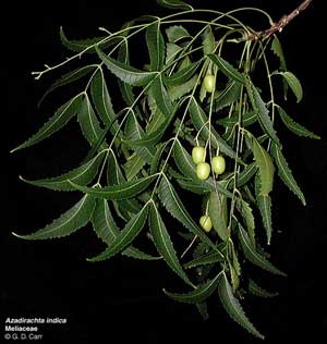 Azadirachta indica, Neem Tree - TopTropicals.com