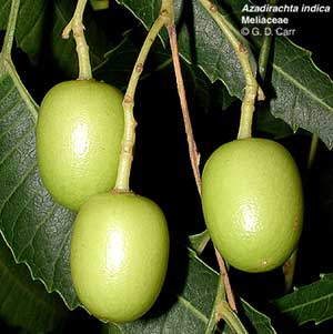 Azadirachta indica, Neem Tree - TopTropicals.com