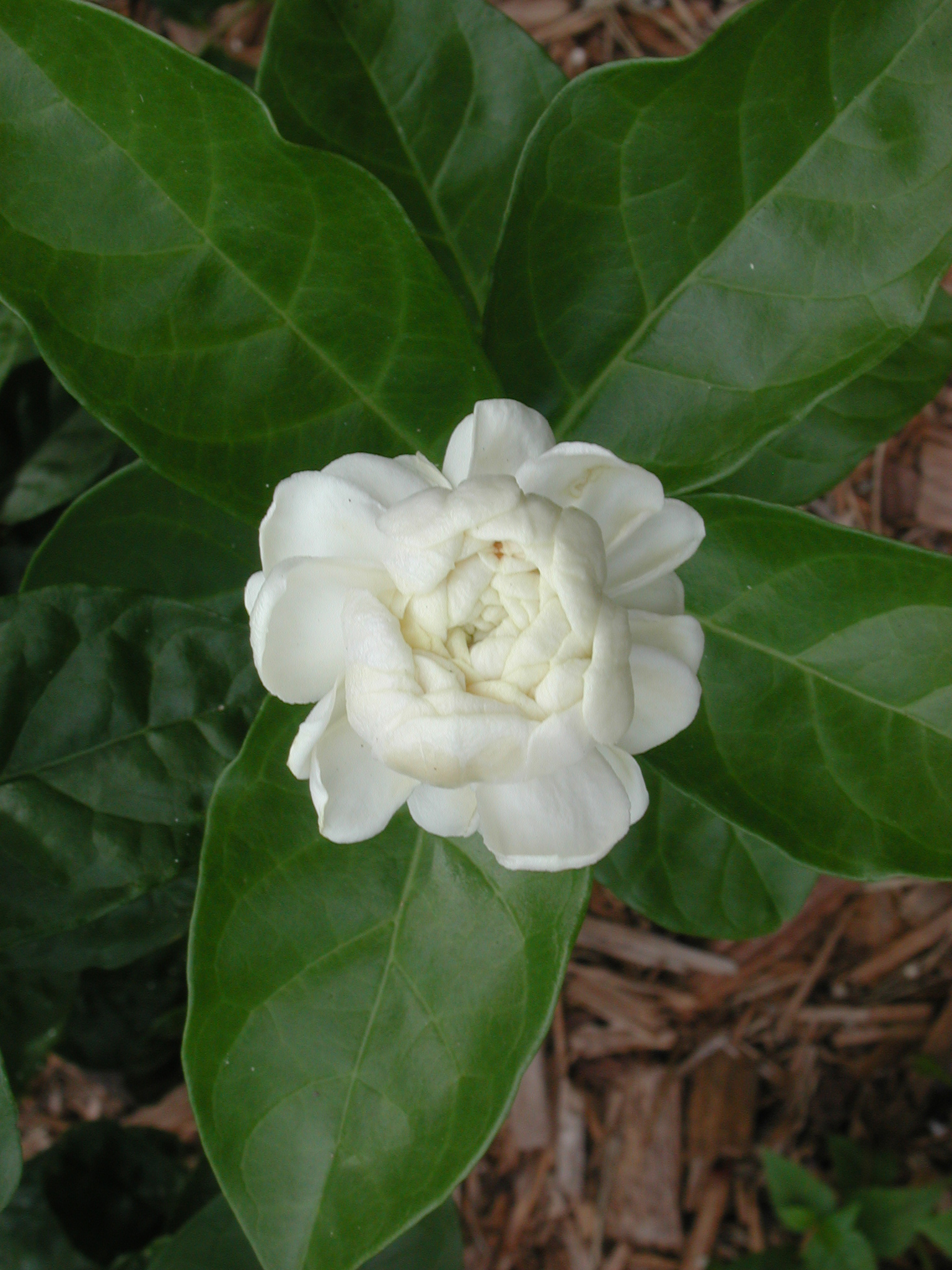 Fragrant Plants: Tropical and Subtropical Scented Flowers - Top ...