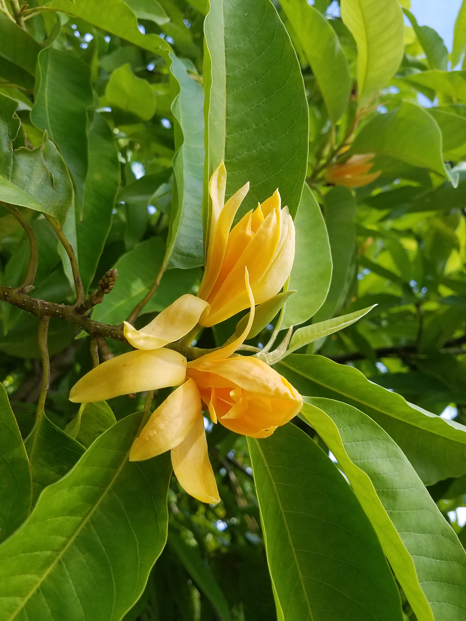 Fragrant Plants: Tropical and Subtropical Scented Flowers - Top ...