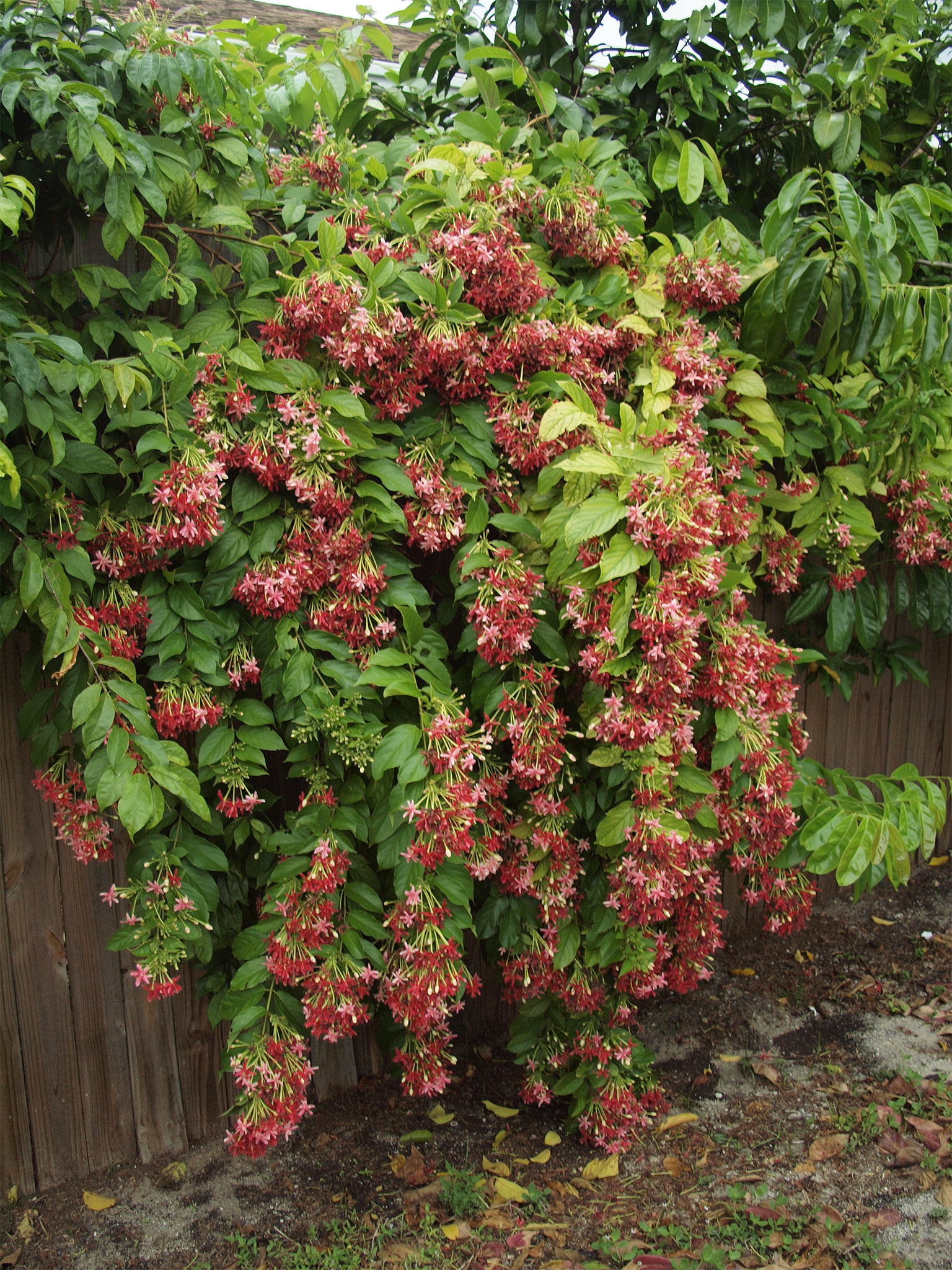 Fragrant Plants: Tropical and Subtropical Scented Flowers - Top ...