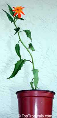 TopTropicals.com - home of a gazillion plants