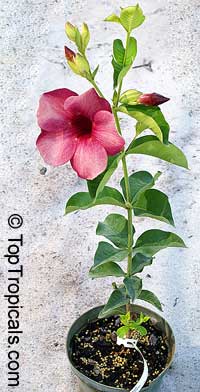 Allamanda - TopTropicals.com