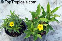Allamanda - TopTropicals.com